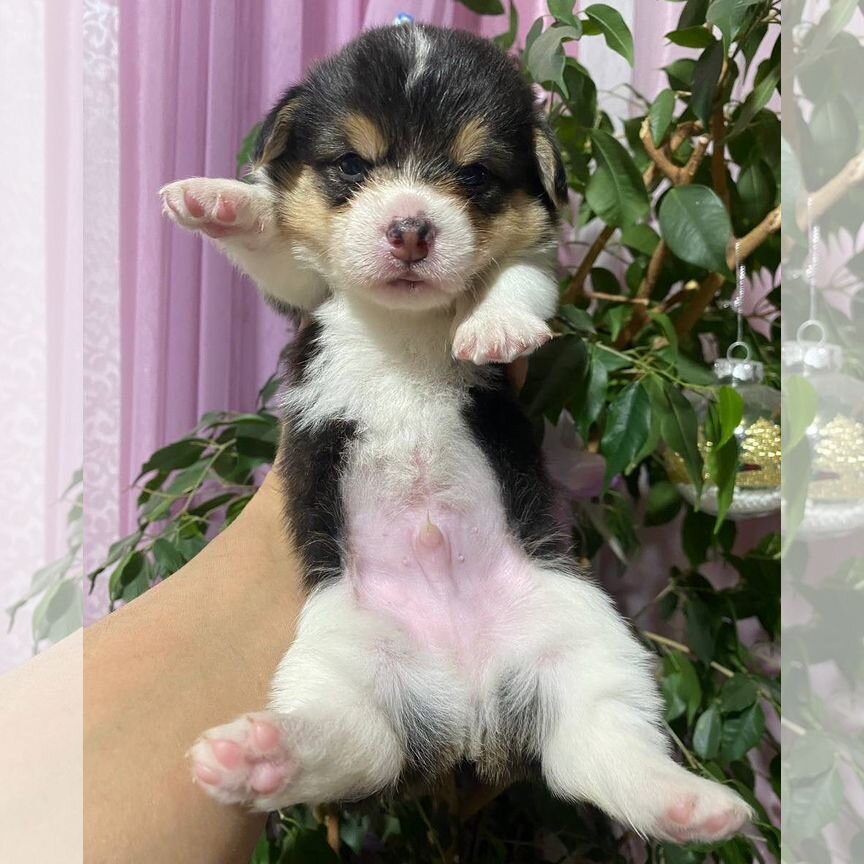 Вельш Корги Пемброк, щенок