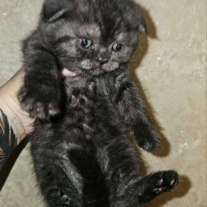 Шотландская вислоухая коша