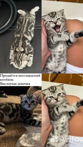 Продаются котята