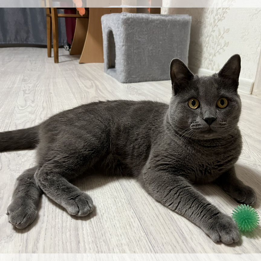 Отдам кота в добрые руки