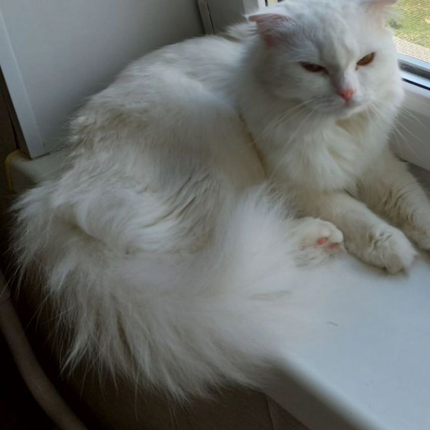Кошка