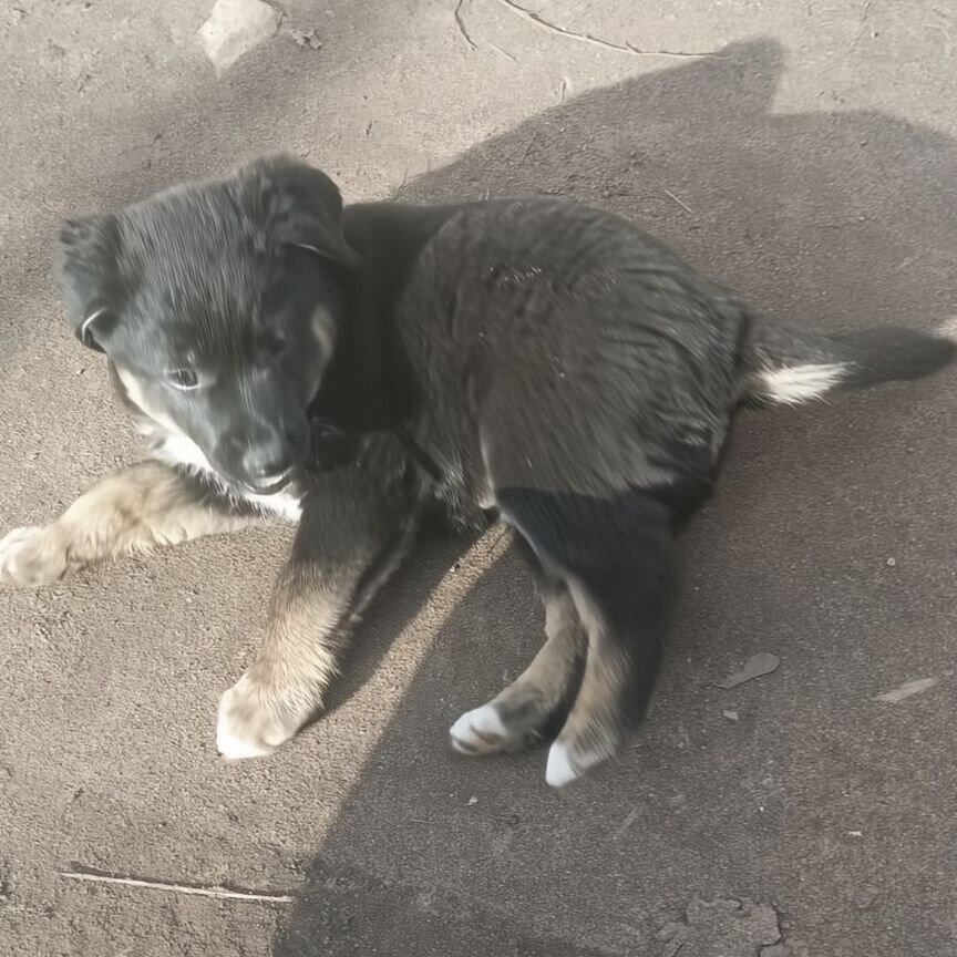 Щенок в добрые руки