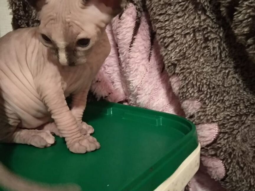 Канадский сфинкс