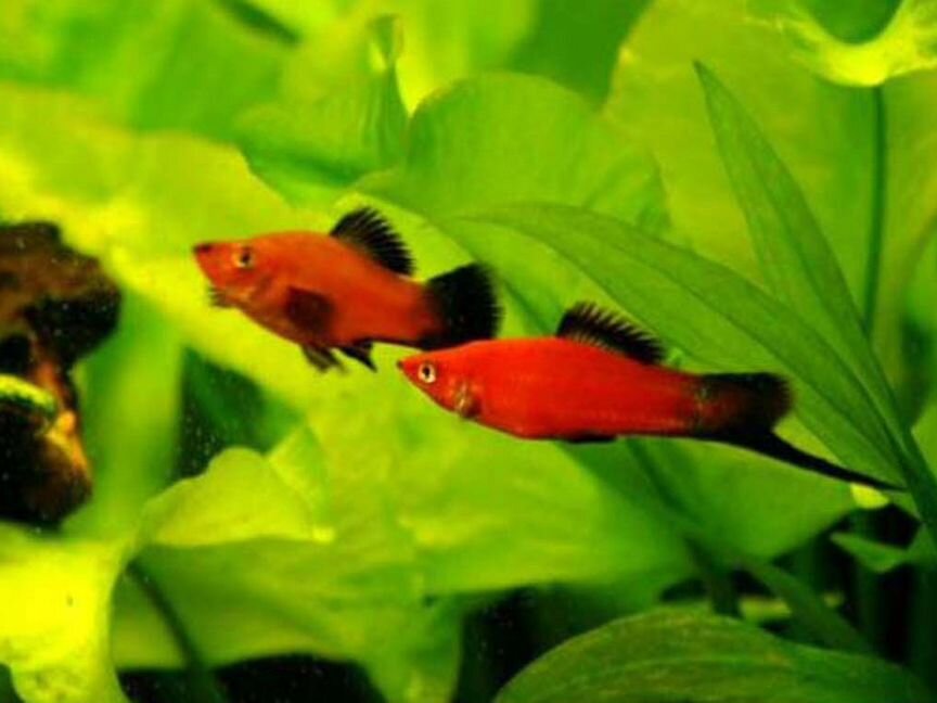 Меченосцы берлинские (красно-черные)