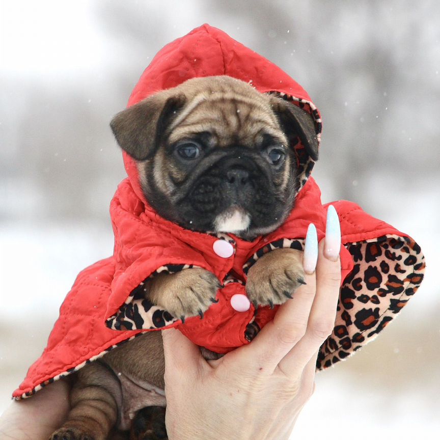 Французский бульдог голубой лиловый