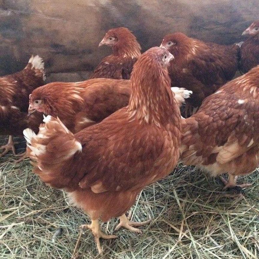 Куры-Несушки