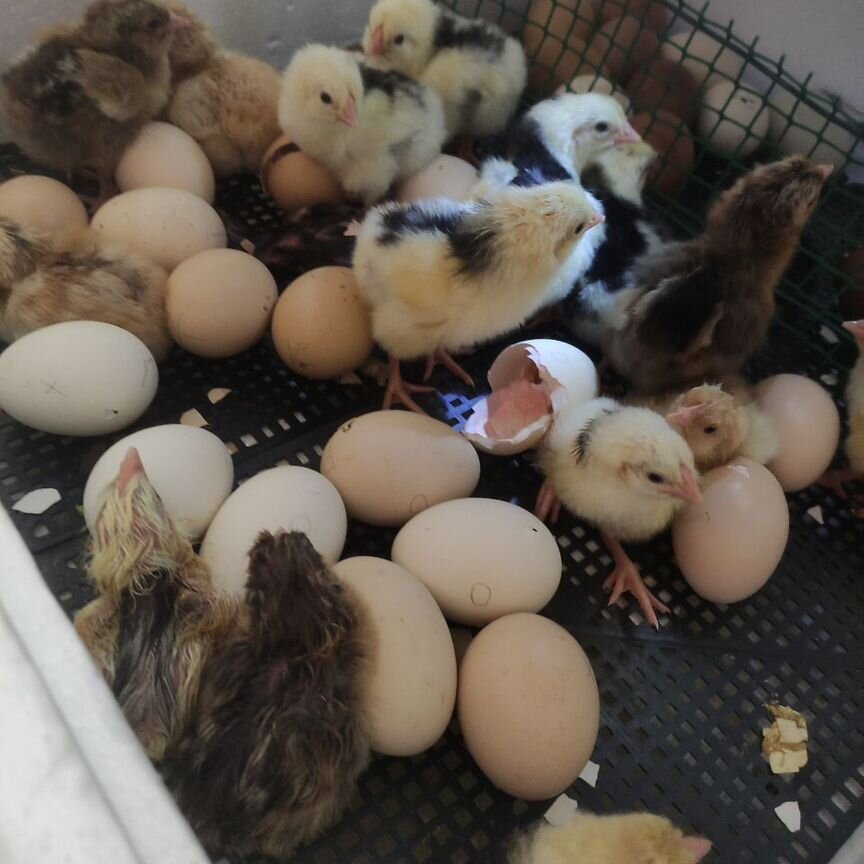 Продам цыплят кур мясояичной породы