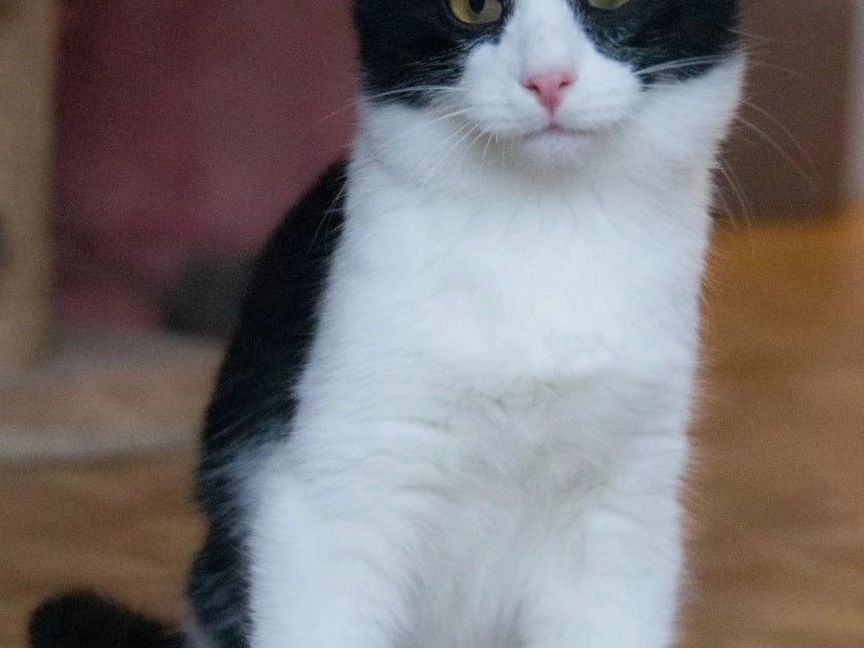 Котики бесплатно