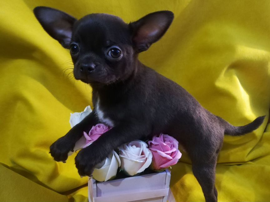 Щенки чихуахуа мальчики и девочки