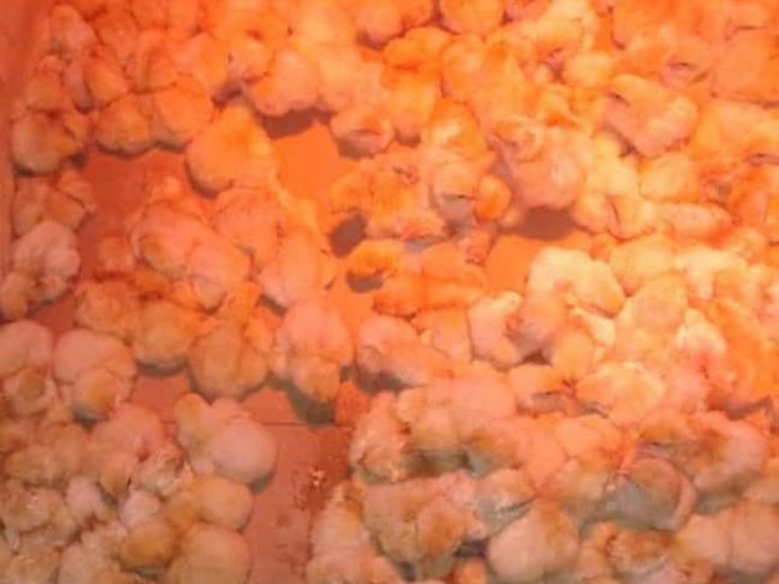 Петушки суточные