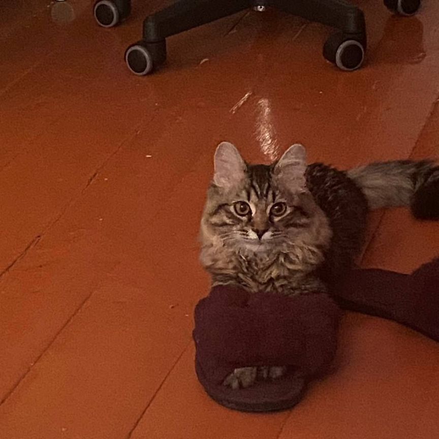 Котята в добрые руки бесплатно мальчик
