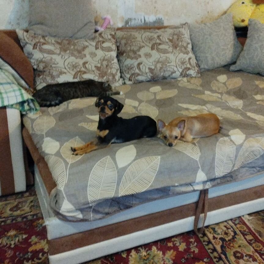 Чихуа чуа