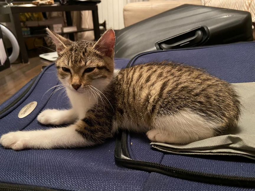 Отдам котенка бесплатно