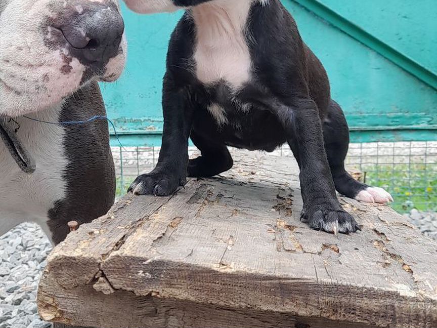 Ам.булли щенок, 2 месяц девочка