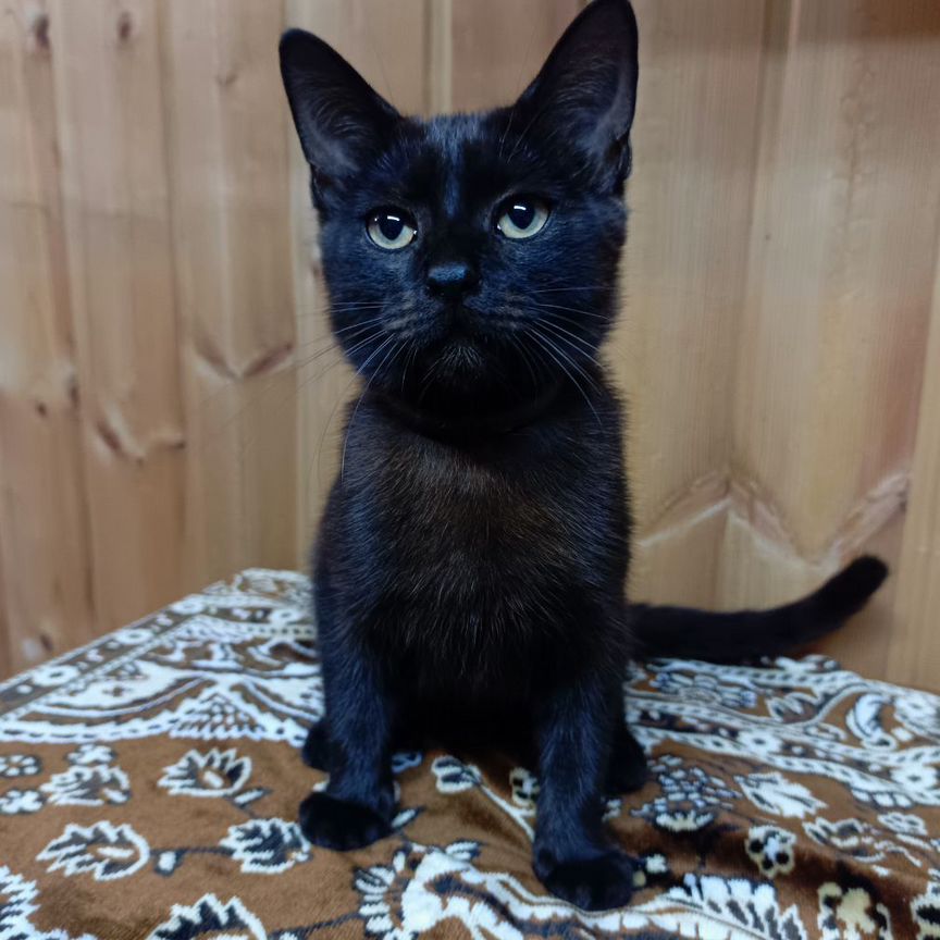Котик