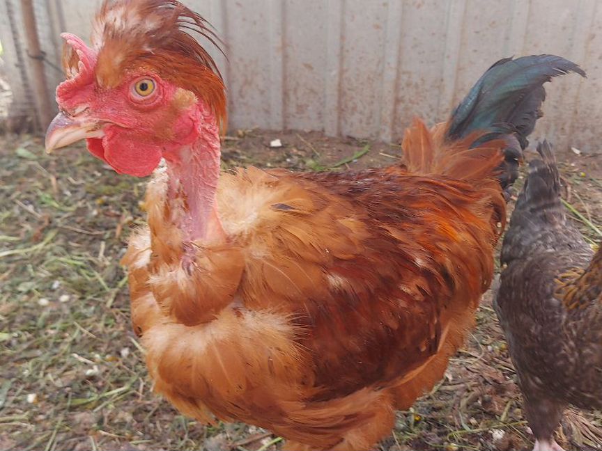 Молодой петух