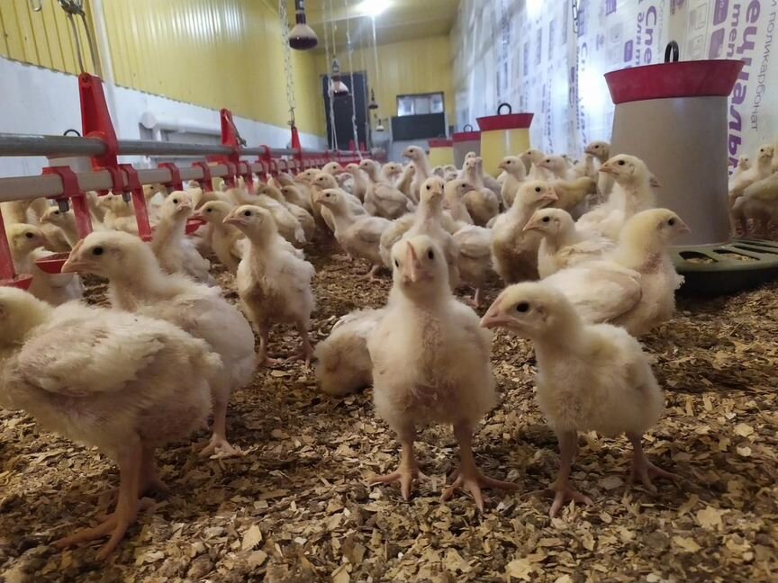 Суточные цыплята, бройлеры