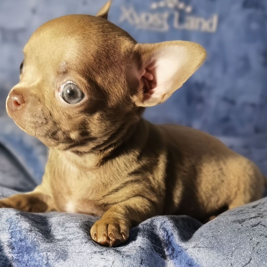 Чихуахуа, щенок