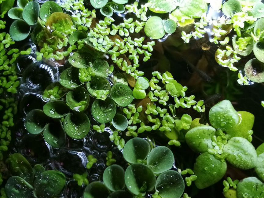 Сальвия ушастая, филантус, лимнобиум