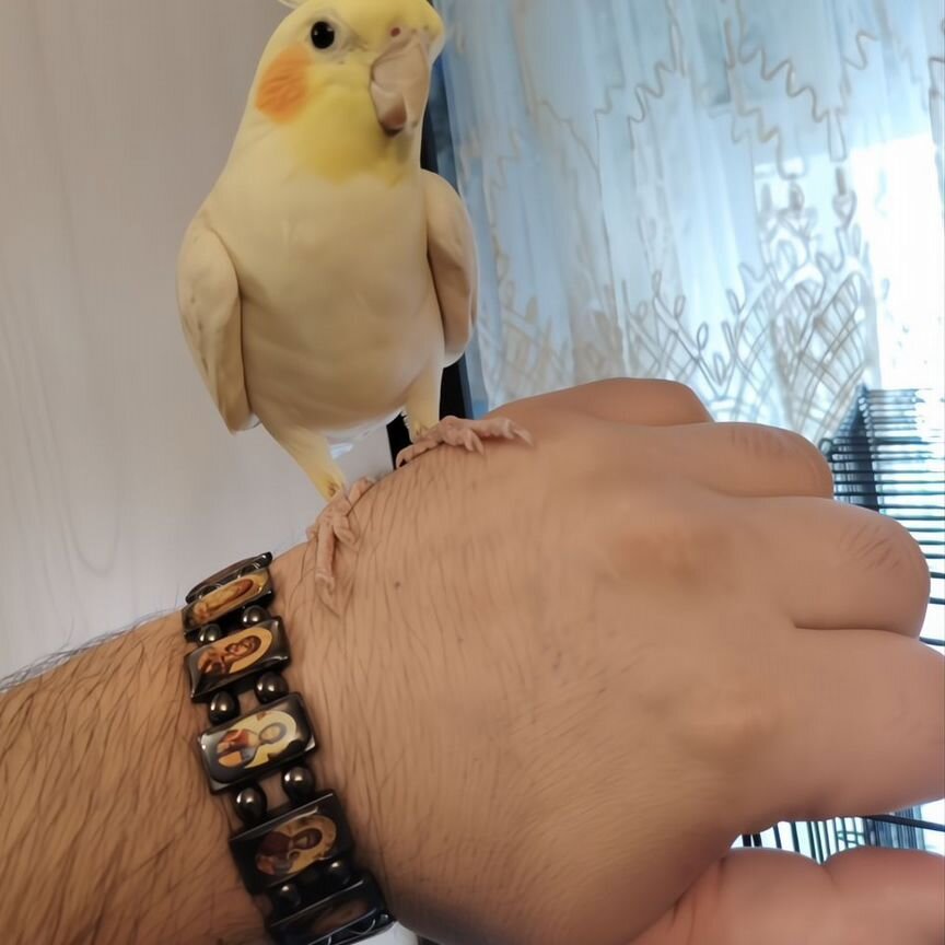 Попугай корелла