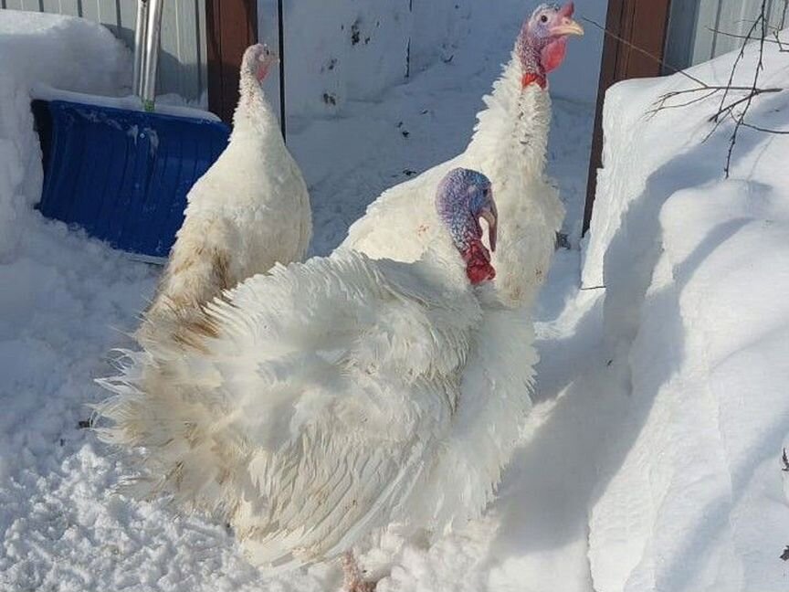 Индюк белый широкогрудый на племя