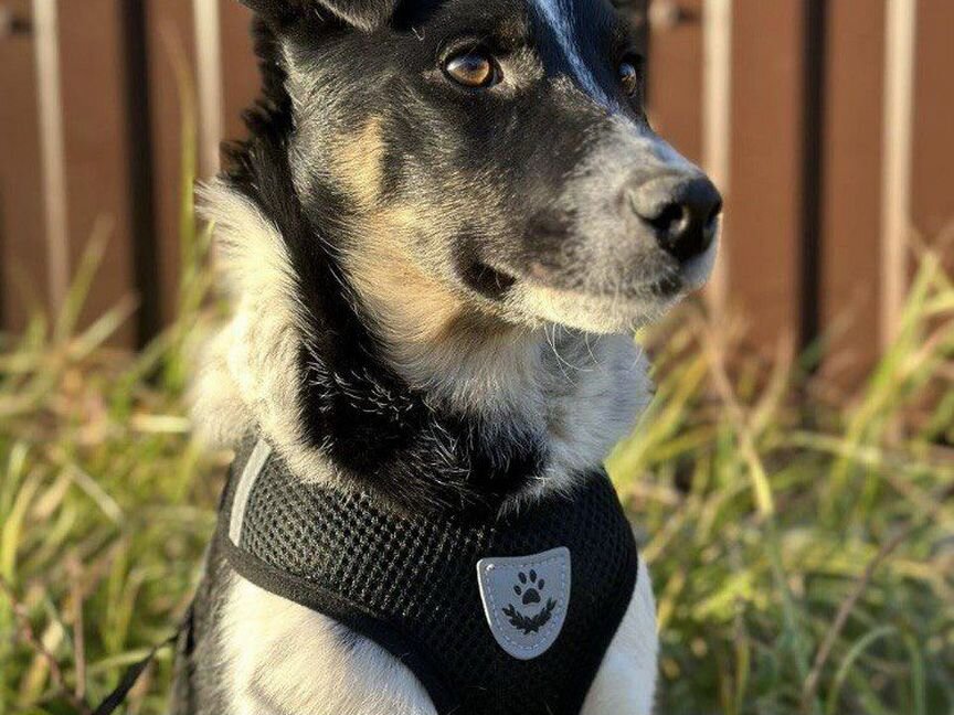 Небольшая собачка в добрые руки