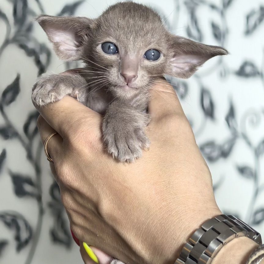 Ориентальный котёнок