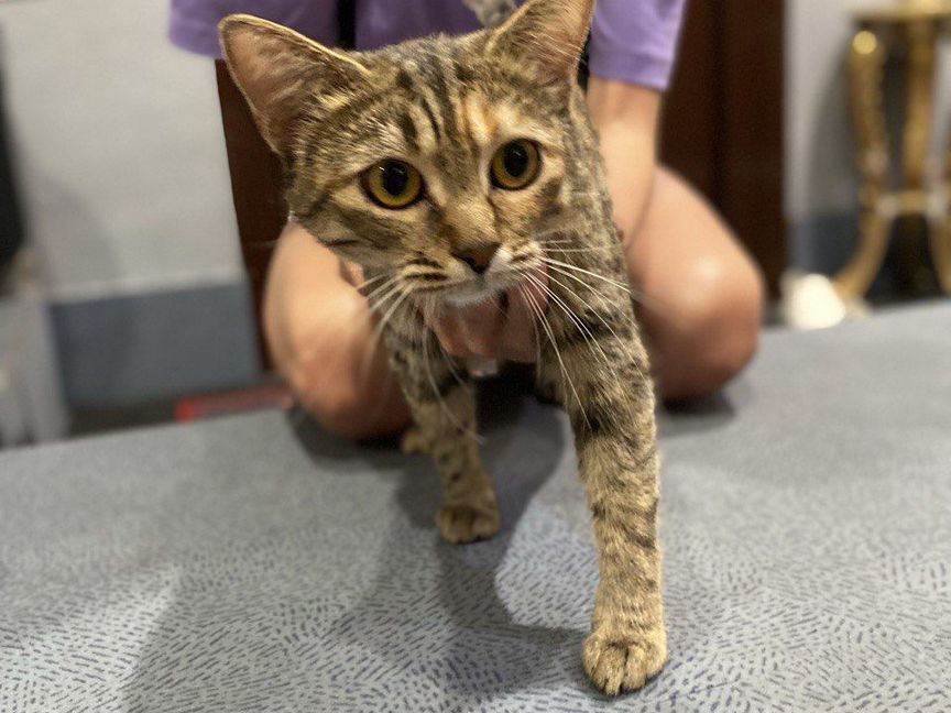 Ласковая кошечка Мурлыка ищет дом