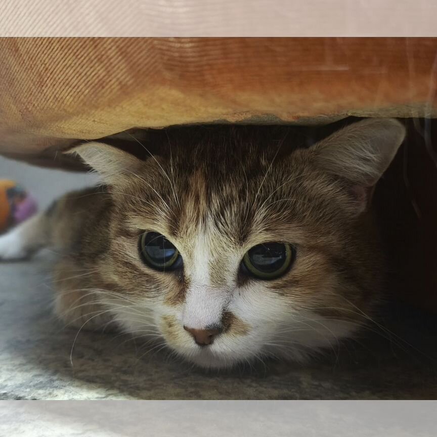 Взрослая, кошка в добрые руки