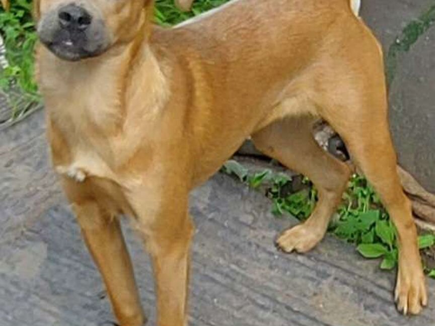 Собака охраняка)