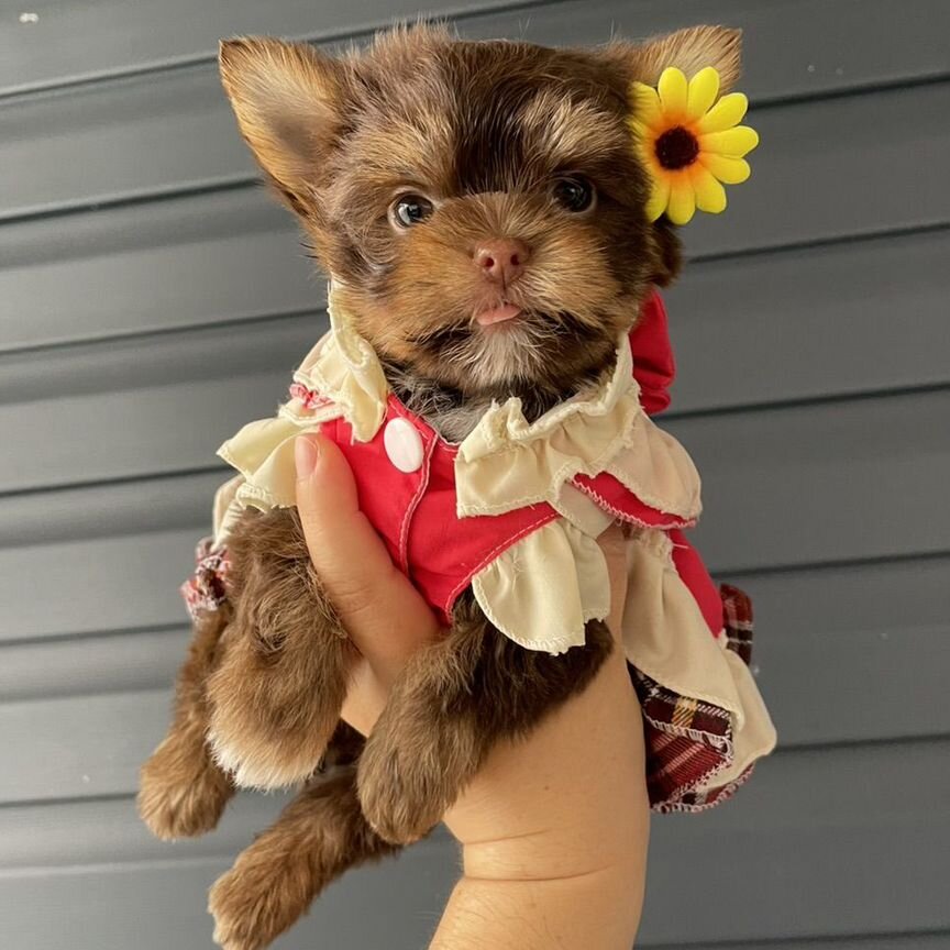 Бивер-йоркширский терьер, щенок