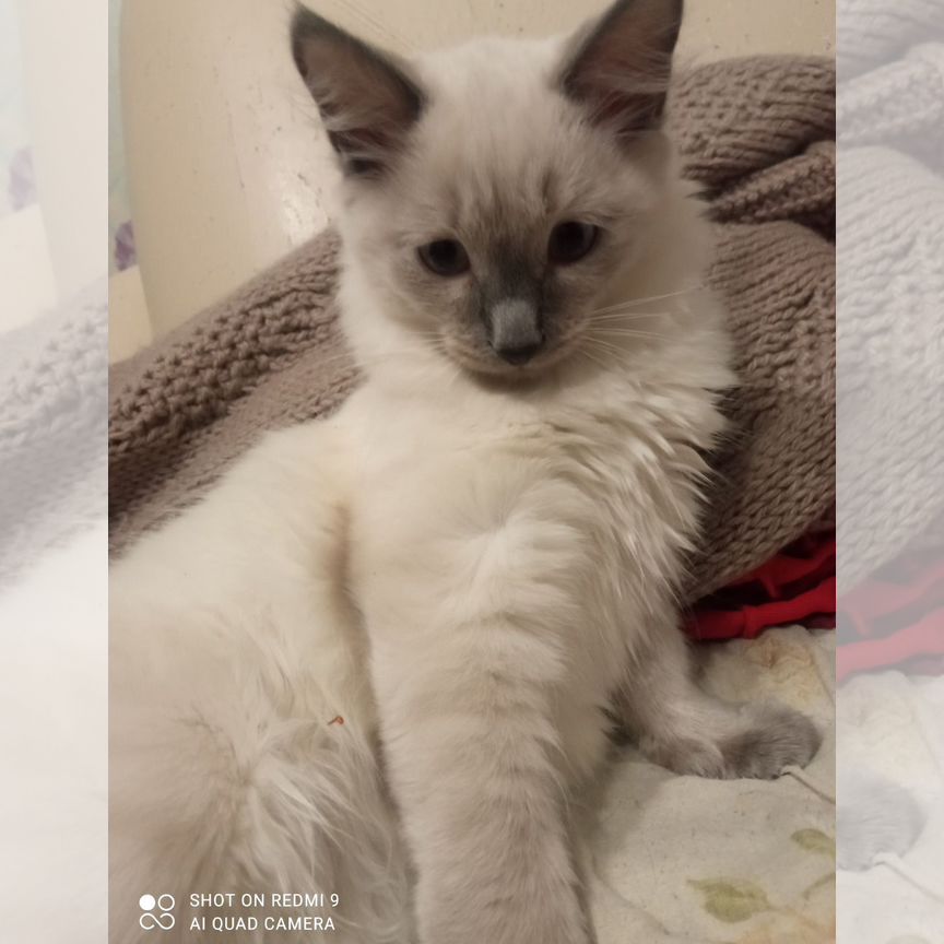 Котики Турецкой Ангоры