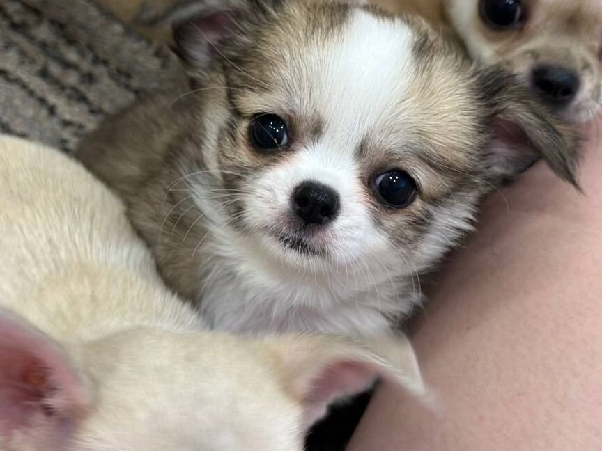 Щенки чихуахуа