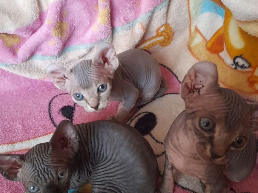 Канадский сфинкс эльф котенок резервирование