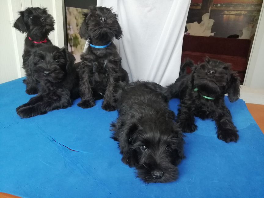 Цвергшнауцер щенки