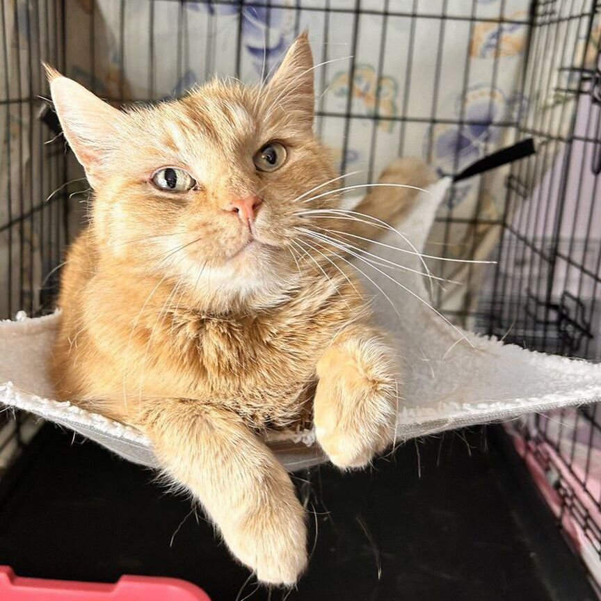 Взрослый кот в добрые руки