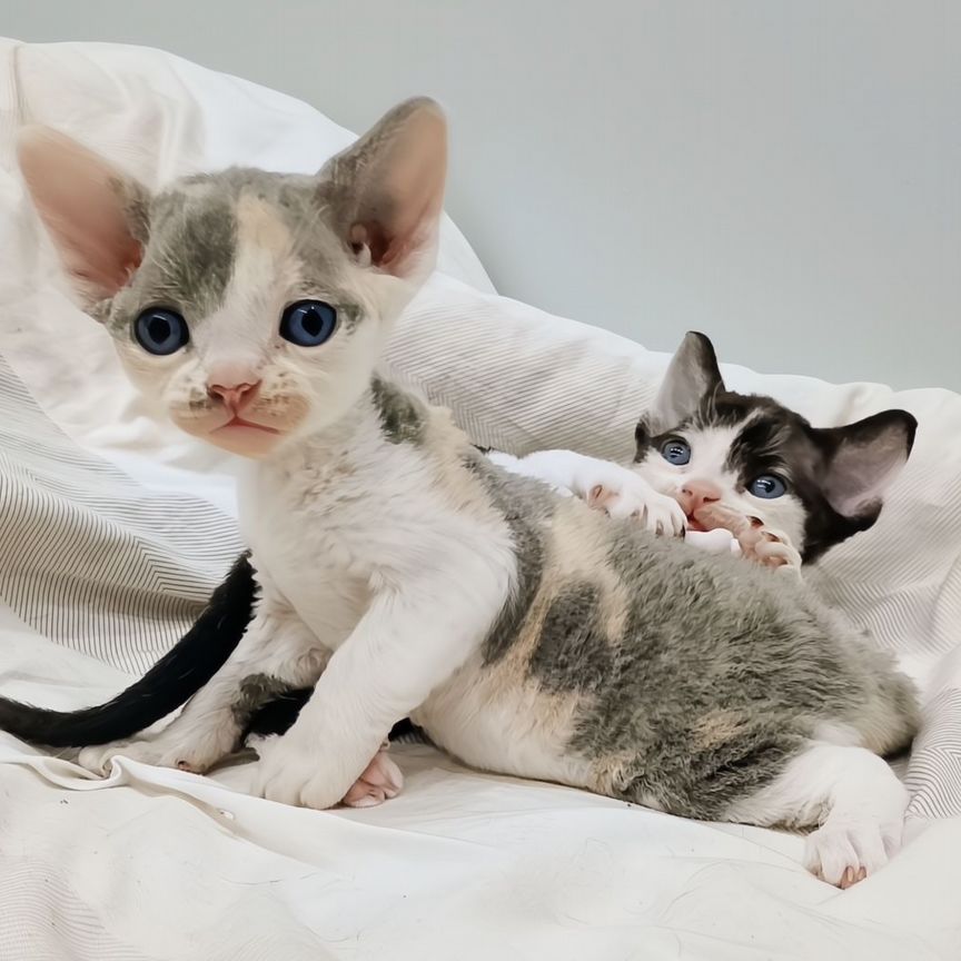 Девон-рекс котёнок