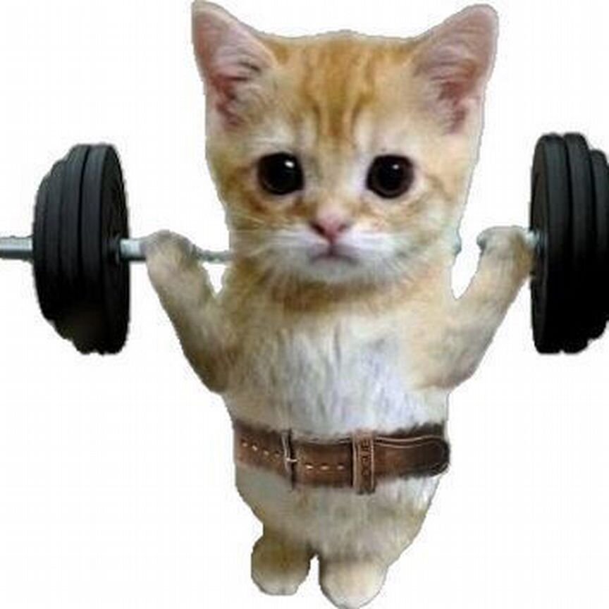 Котёнок от частного владельца