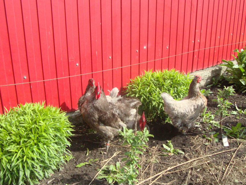 Петухи и куры Джерсийский гигант
