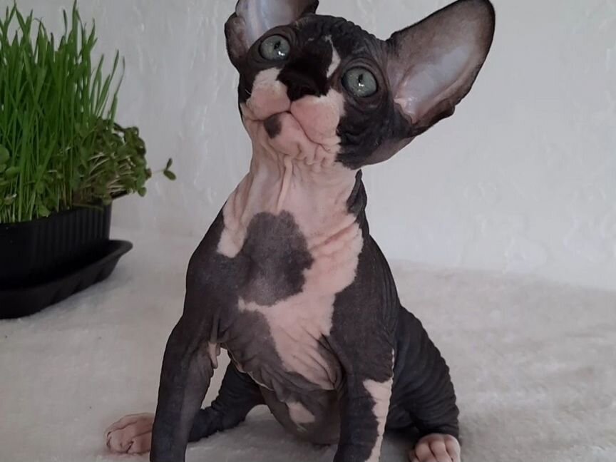 Канадский сфинкс котенок