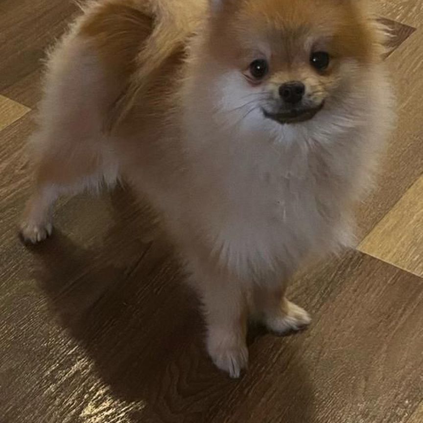 Померанский шпиц