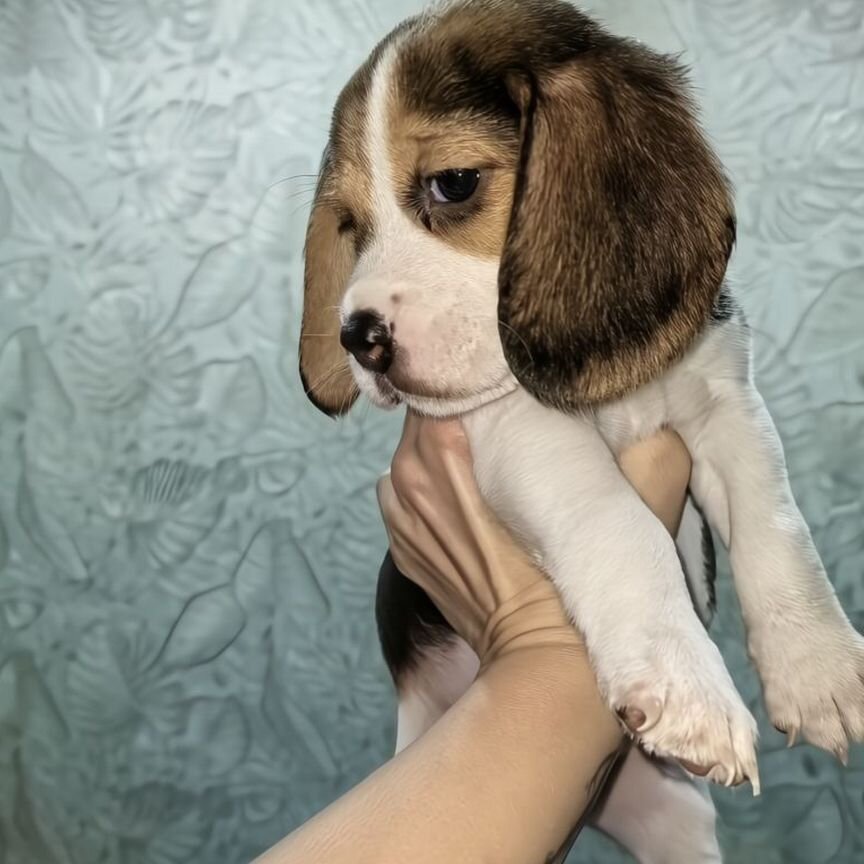 Бигль, щенок