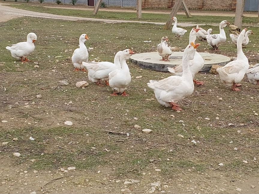 Гуси холмогоры