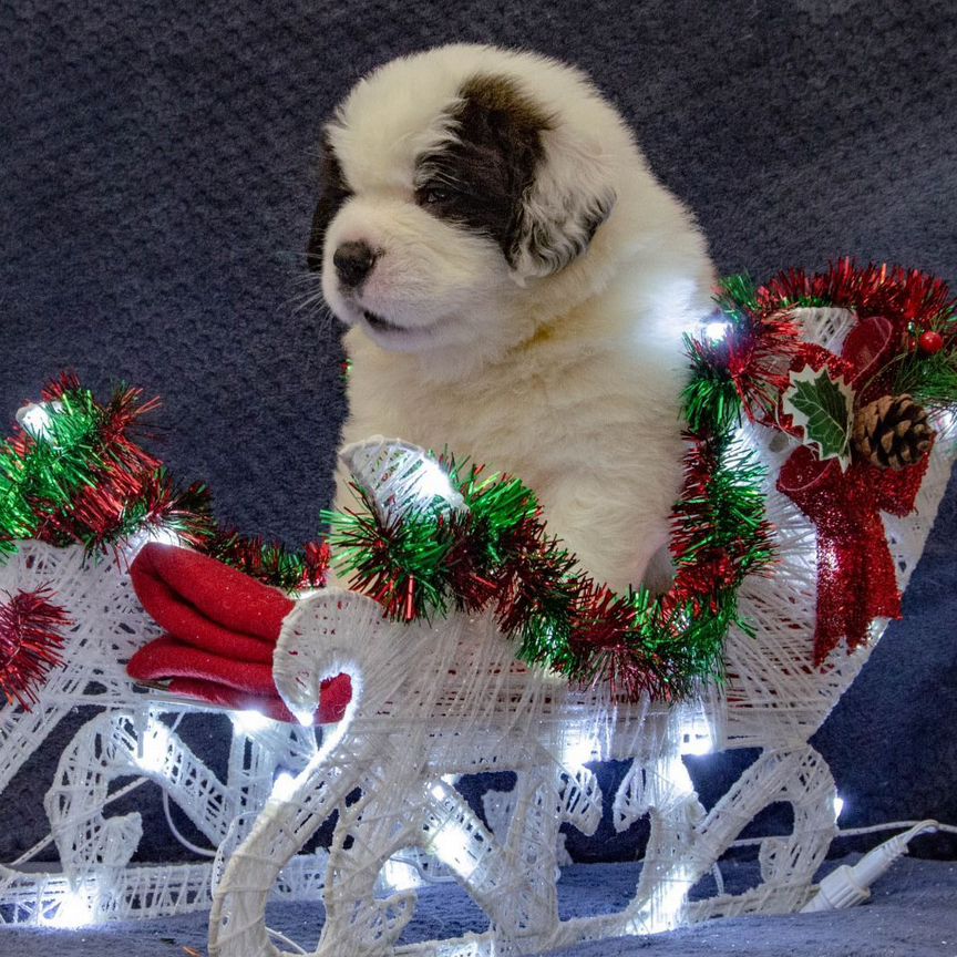 Щенки сенбернара