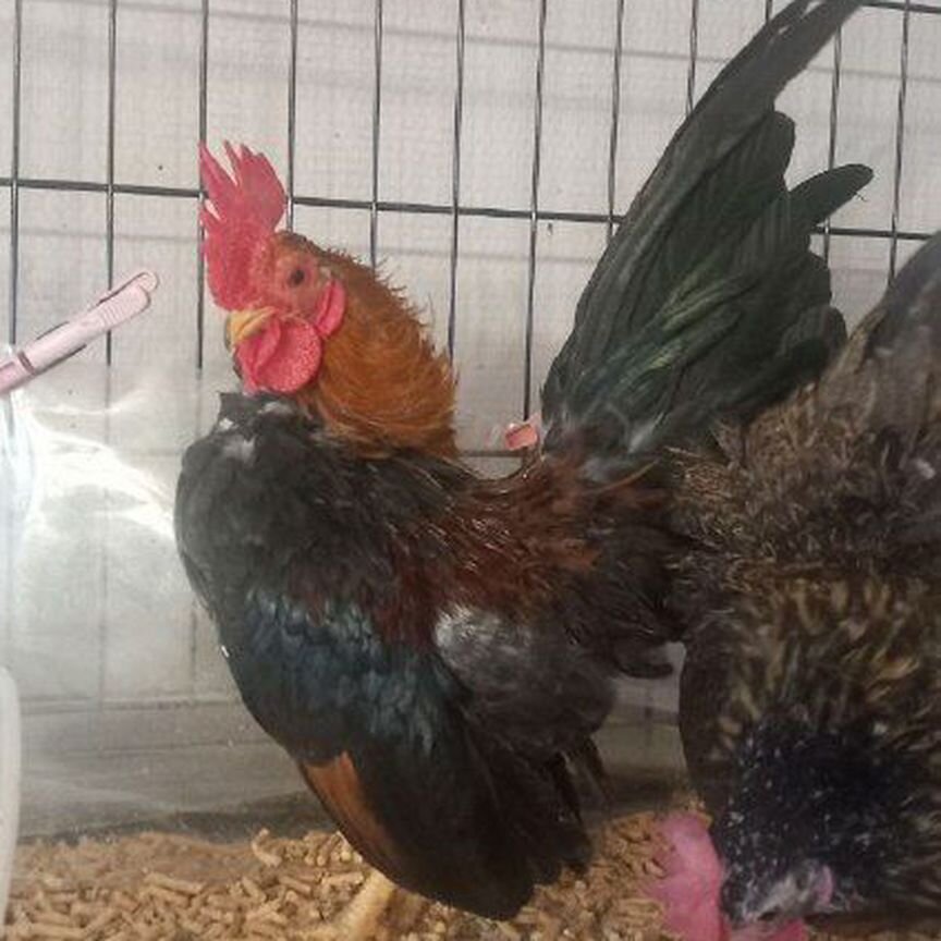 Куры малазийская серама