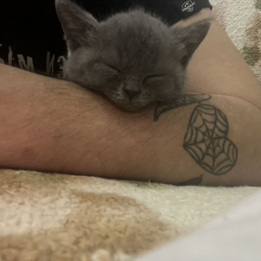 Отдам бесплатно добрые руки британец