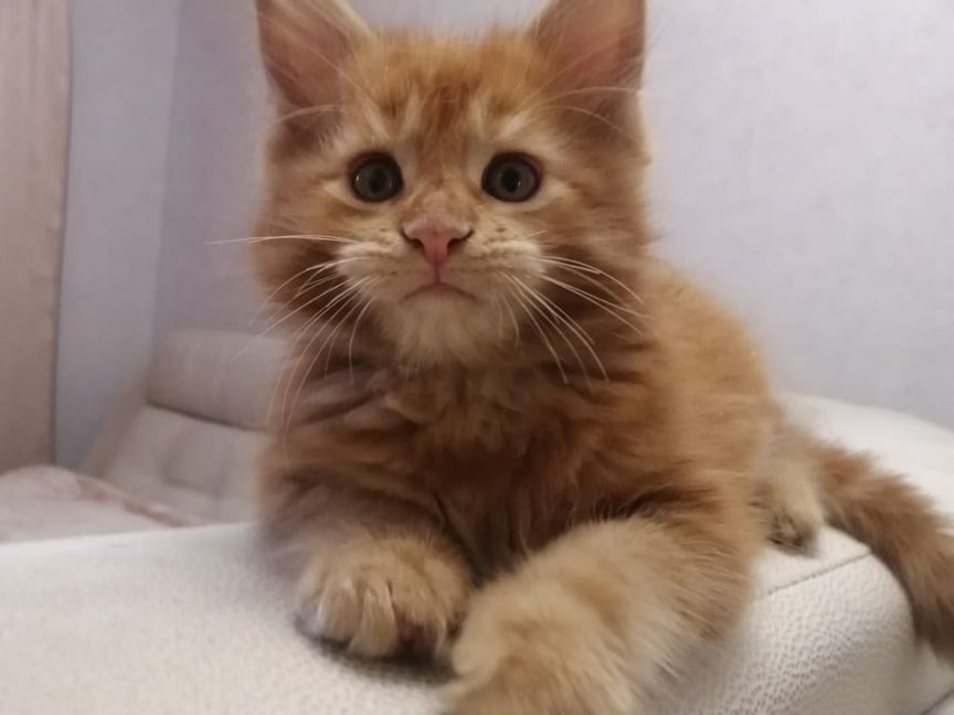 Чудесный огненный котёнок