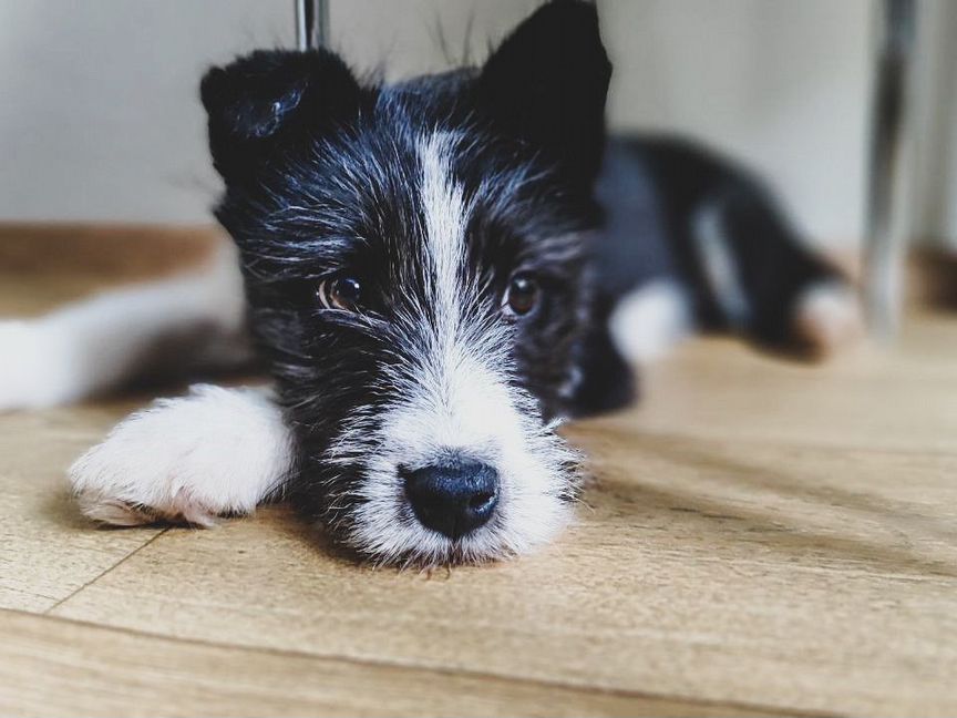 Щенок Альф хасьтерьр в добрые руки