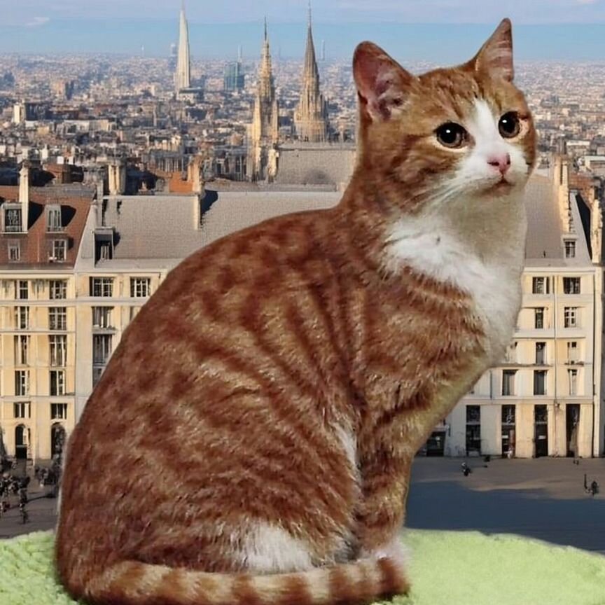 Котёнок в добрые руки