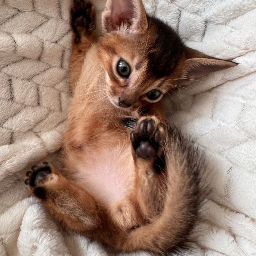 Абиссинские котята